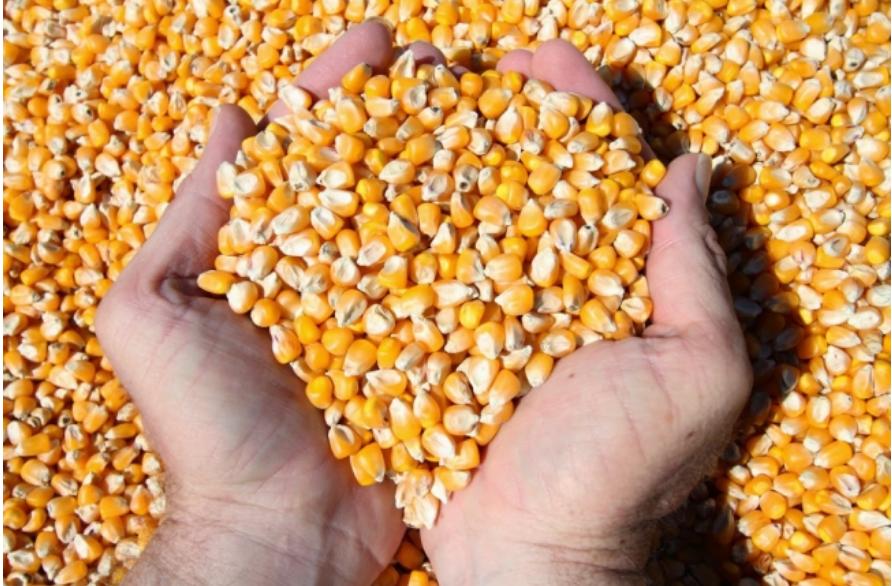 Ngô hạt nhập khẩu từ Ấn độ nguồn hàng chất lượng tốt, giá cả hợp lý